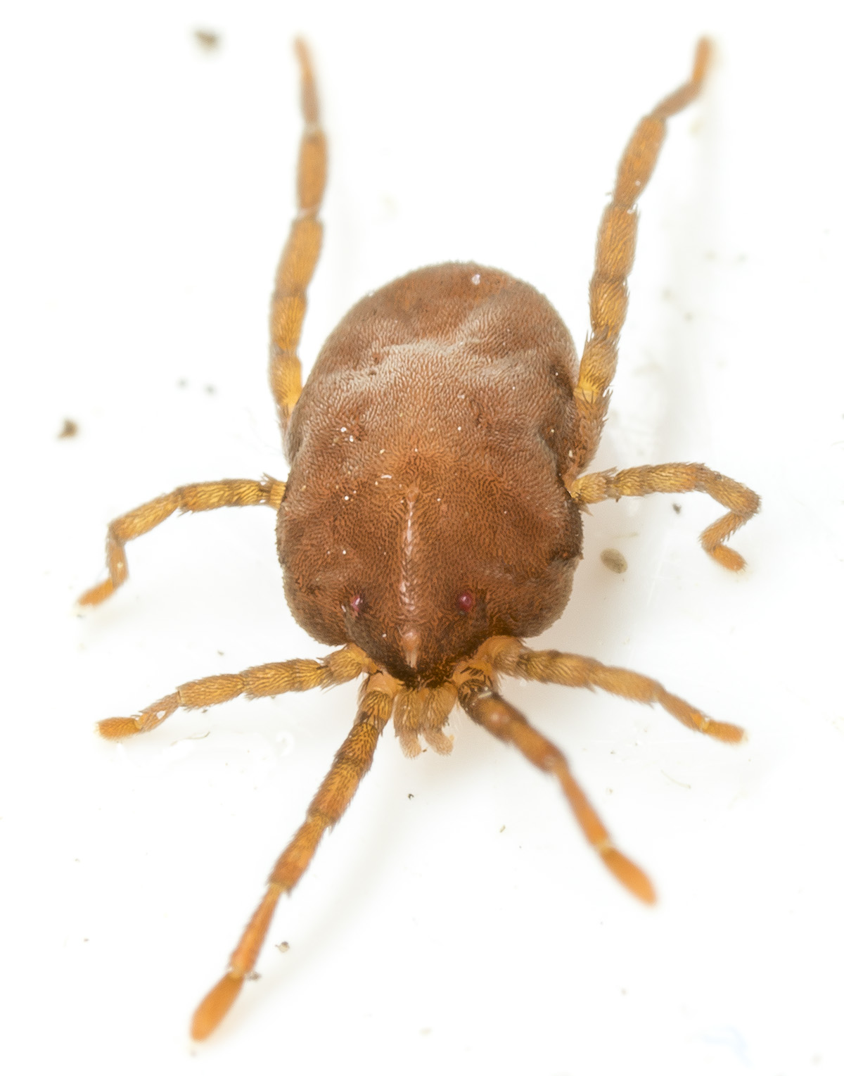 Utgångspunkt 63° 31,x' N - 22° 31,x' O: Trädgårdssafari 21.4. Del 2 ...