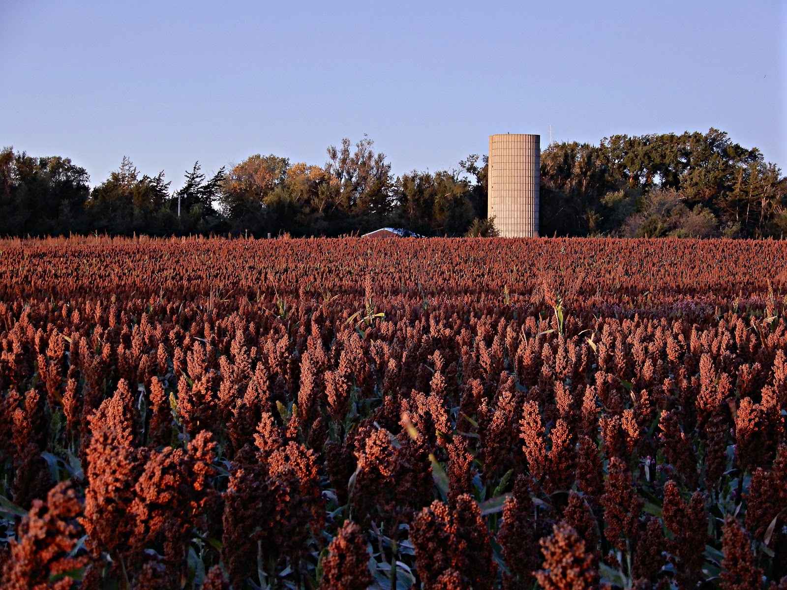 Kim's County Line: Sunrise and Sunset on a Milo Crop