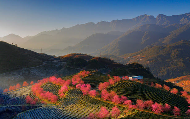 Vietnam closeup: Sapa In Apricot Season