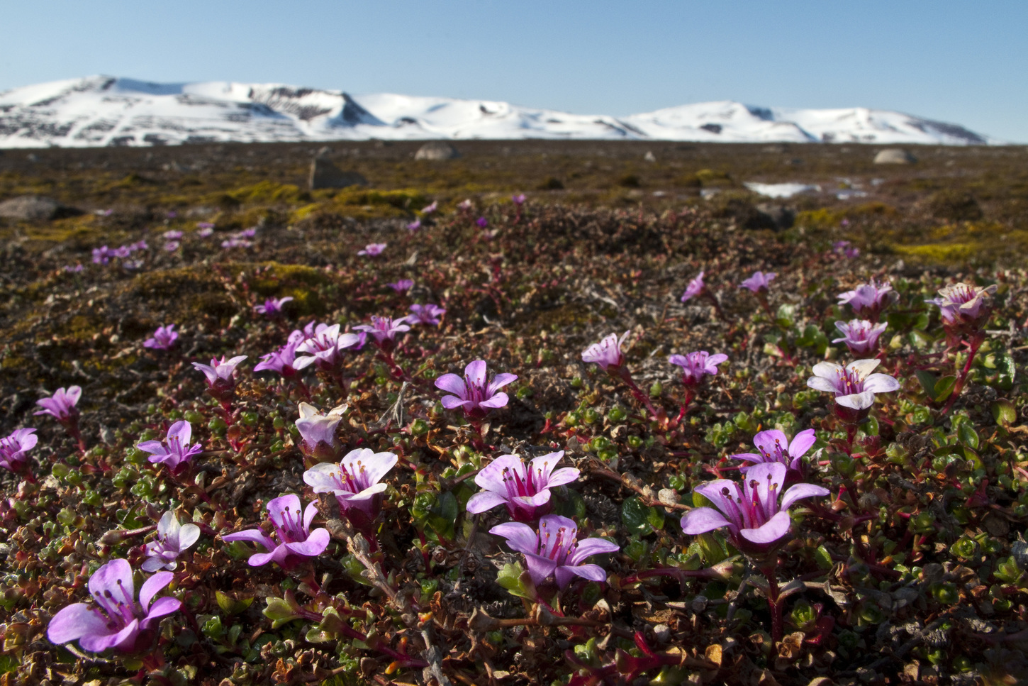 Wild flower of the month: March: Purple Saxifrage