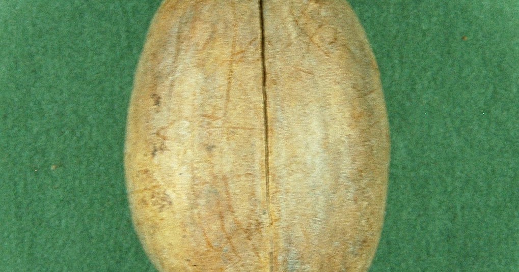 Northern Pecans: A split pecan shell can be a sign of trouble inside