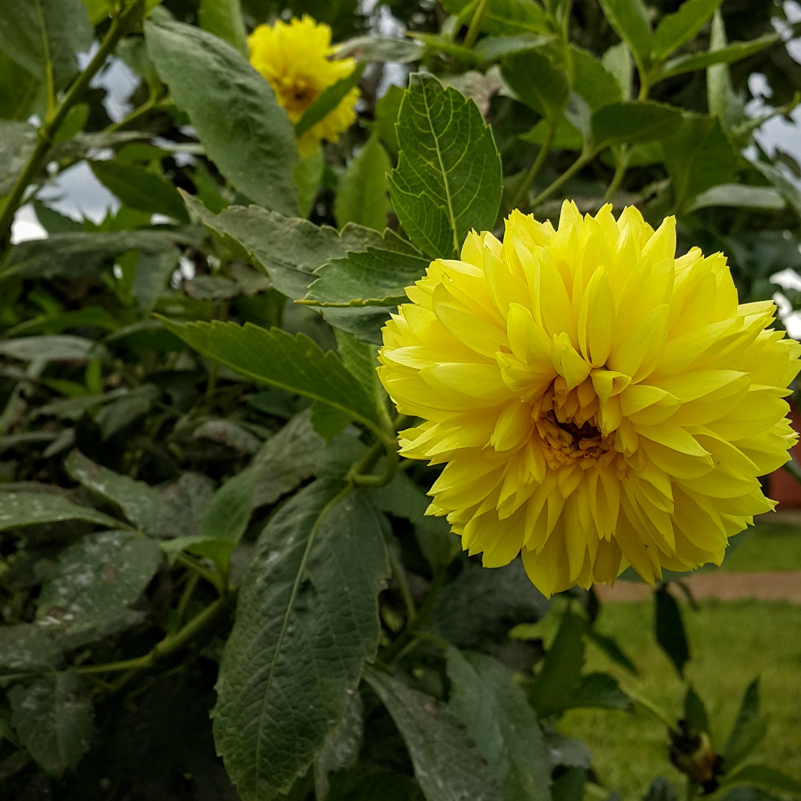 "Verdade//aspas" : 👪 Asteraceae (Dahlia pinnata)
