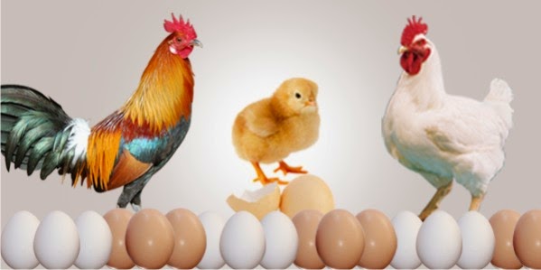 Attuchira Poultry Farm Kumarakom: Poultry