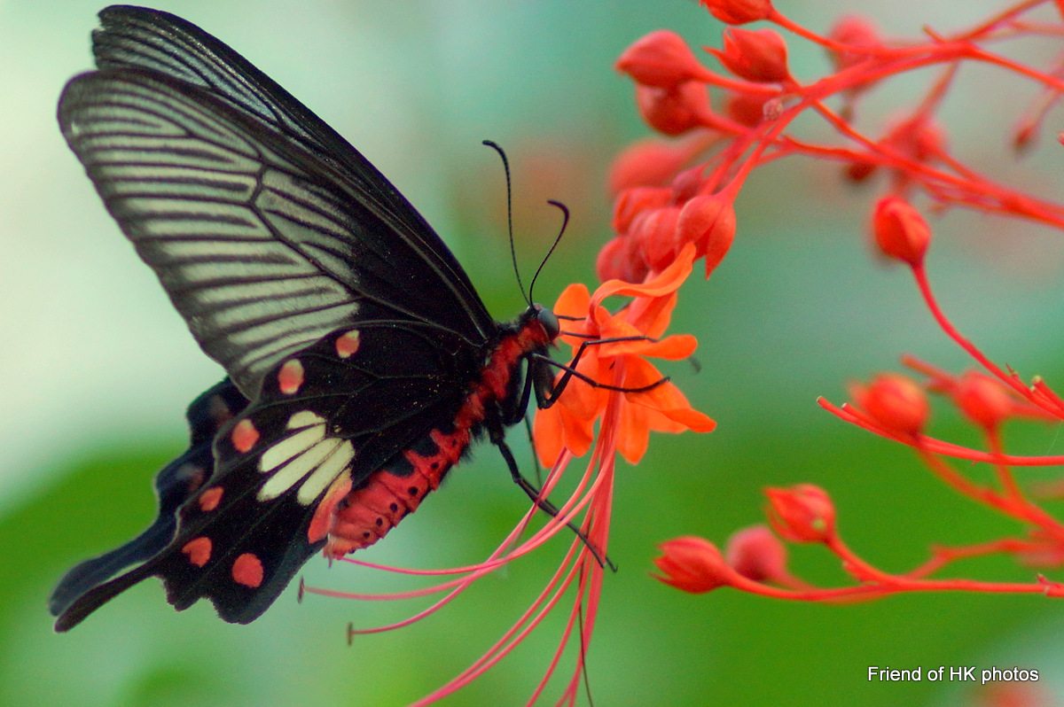 Photographic Wildlife Stories in UK/Hong Kong: The Life Of Common Rose ...