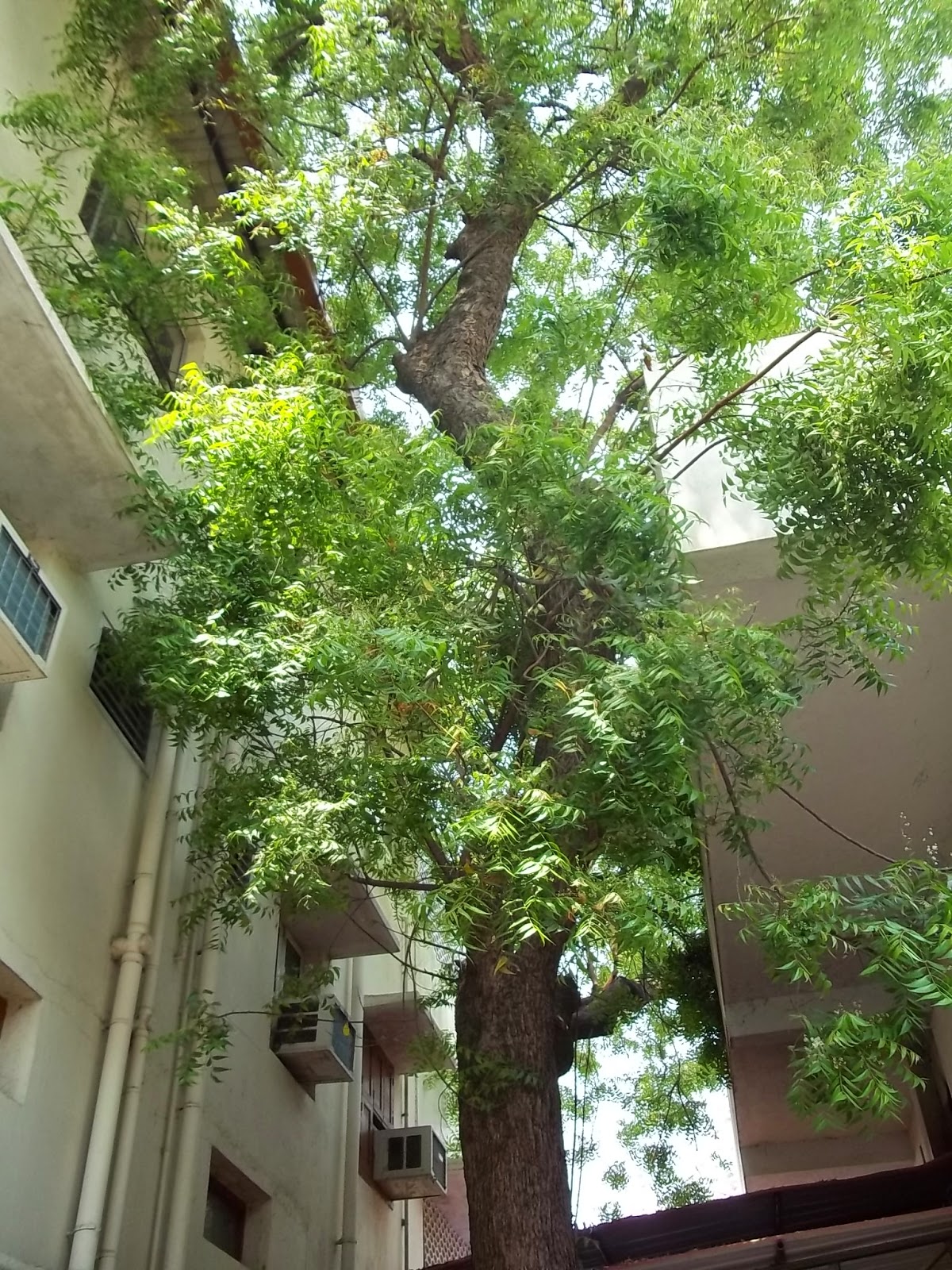 Nature-Reflections: Growing Trees in metros.