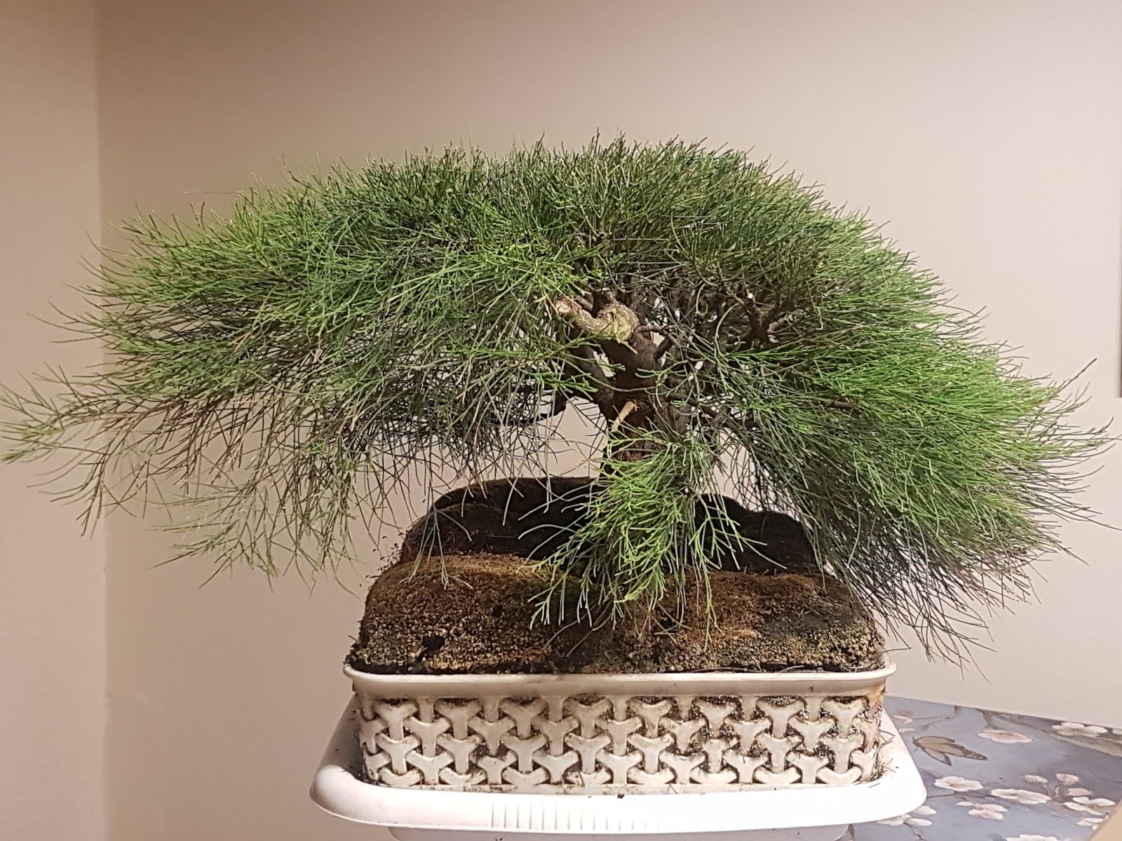 Germinando Semillas para Bonsai.: Casuarina equisetifolia II
