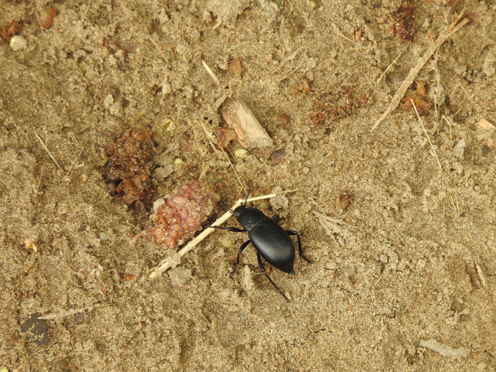 PASARI DIN ROMANIA: INSECTE (1 bis) - continuare