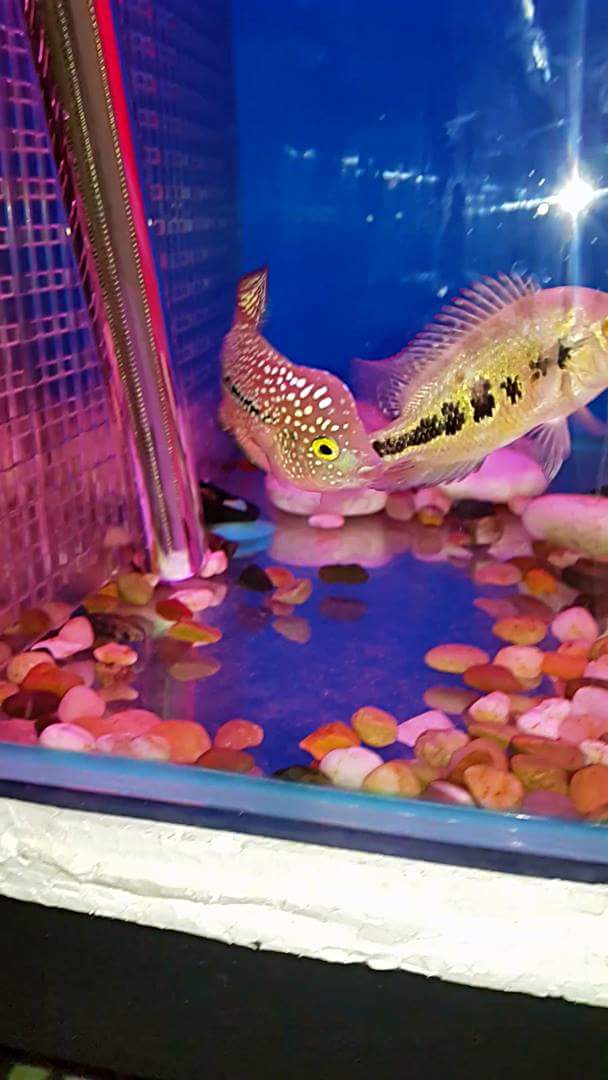 Knowing Difference Between Kamfa And King Kamfa