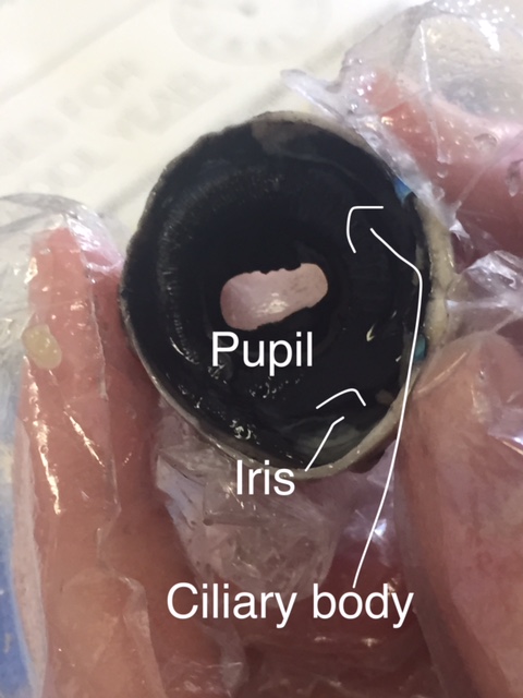Anatomy and Physiology: Anatomy and Physiology of a Sheep Eye