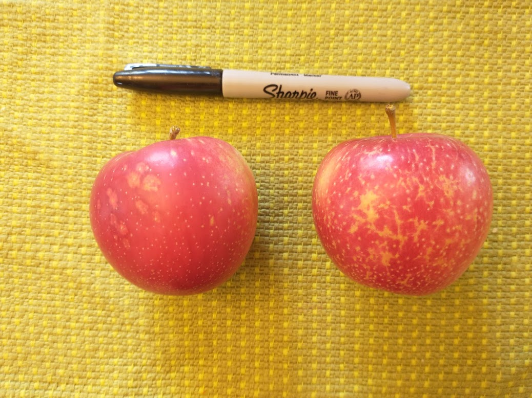 Grading and Sorting Apples for Direct-to-Customer Sales