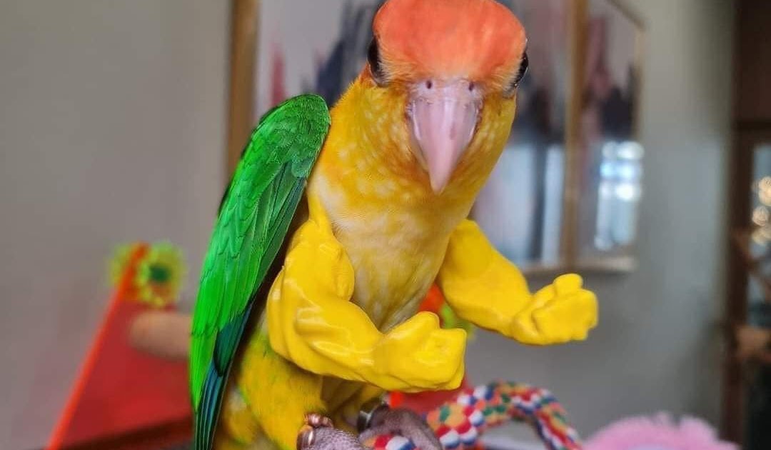 Cat Chit Chat: A bird who can fight back when attacked by a cat