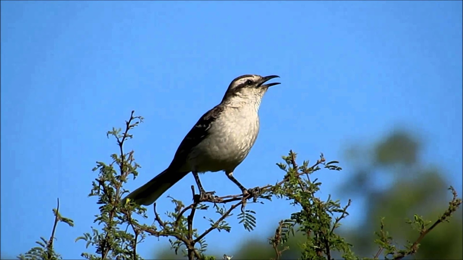 Los Trinos de la Palabra: CUANDO CANTA LA CALANDRIA