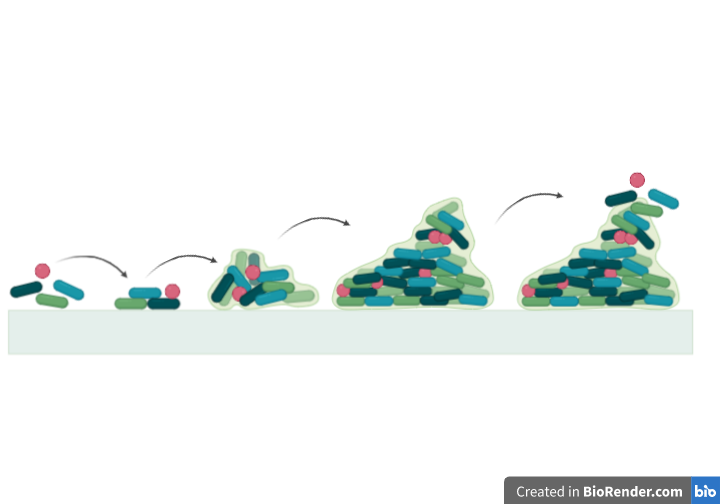 Caelum boreale: Fantastyczne archeony i jak je znaleźć