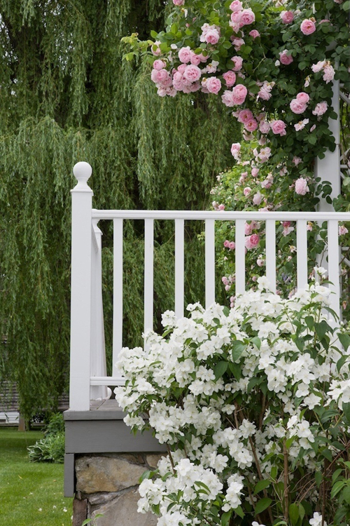 Do You Have Climbing Roses?