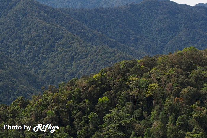 Arfak - Gunung yang Tidak Pernah Terlupakan