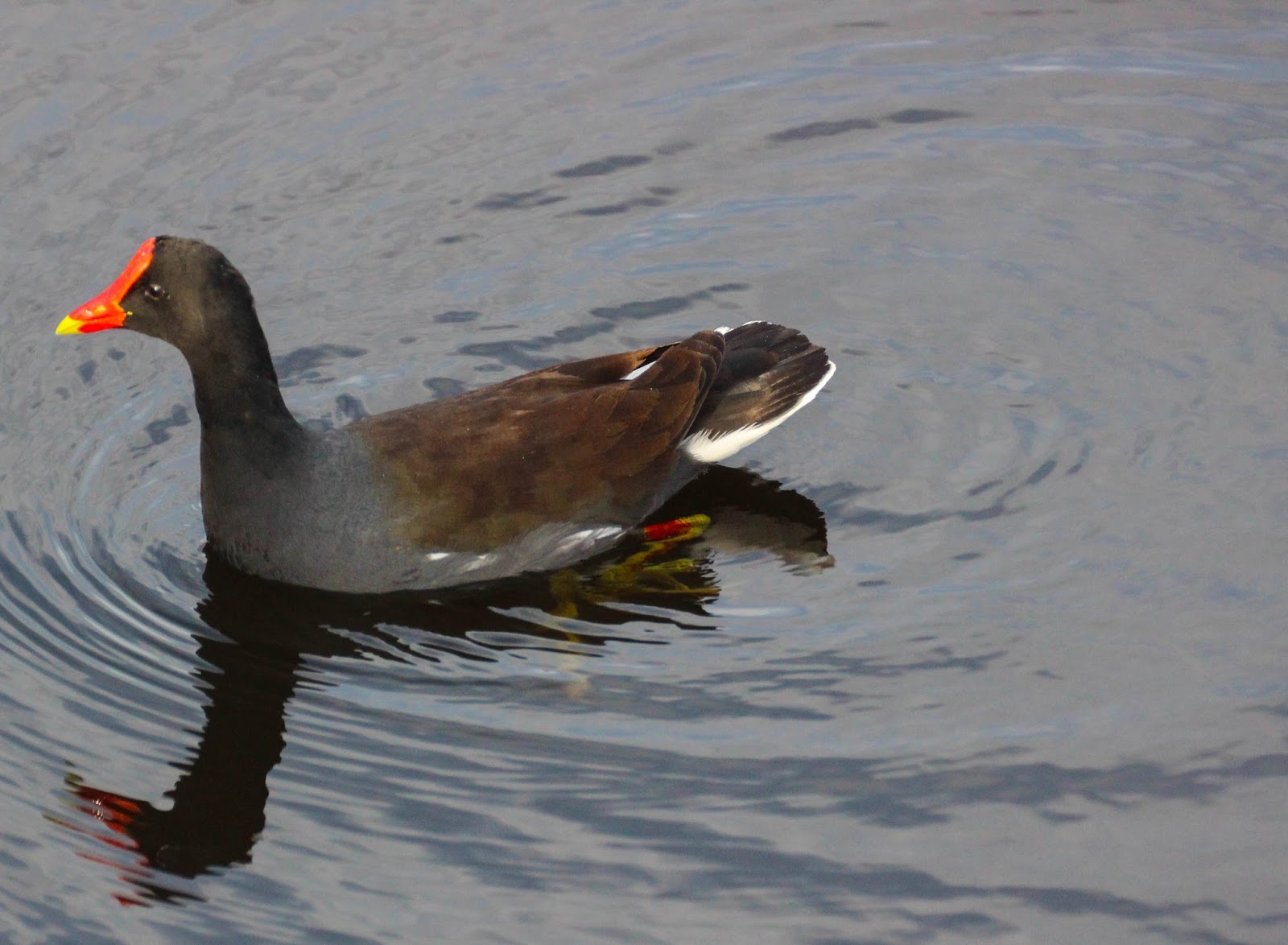 Cannundrums: Common Gallinule