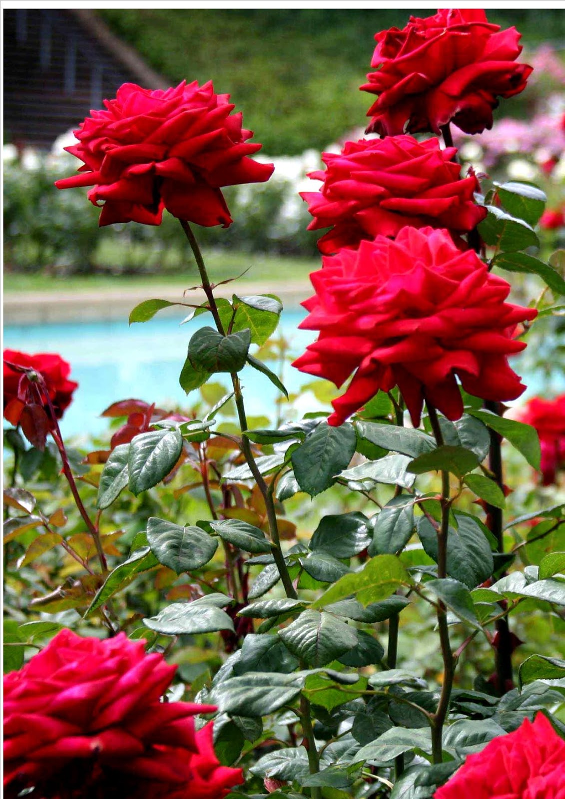 Gambar Aneka Bunga dan Keterangannya