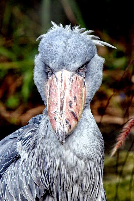 SHOEBILL photos - wallpapers (ανανεωμένο) | the fun bank