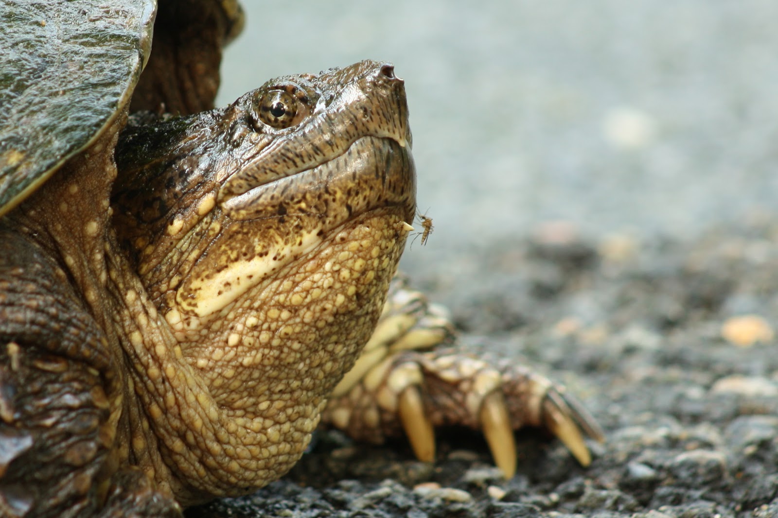 Laura Brownlee's Natural Expressions: Snapping Turtles and a Painted Turtle
