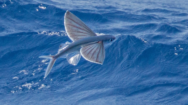 ΧΕΛΙΔΟΝΟΨΑΡΟ (FLYING FISH) photos - wallpapers | the fun bank