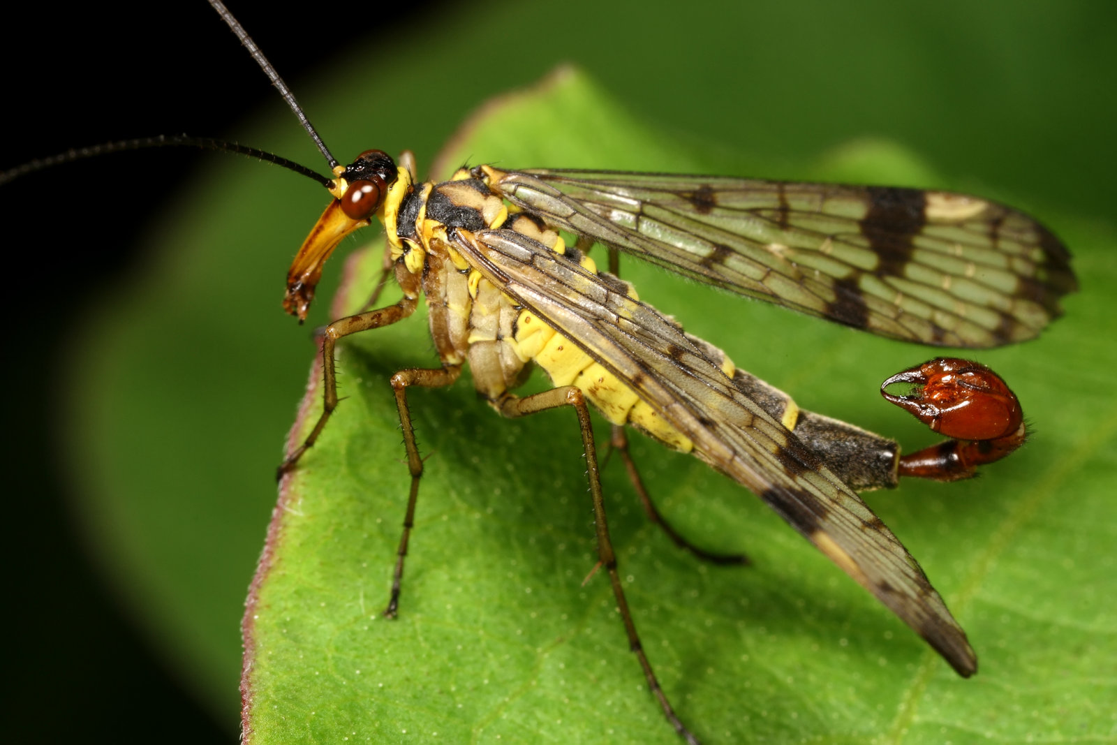 Scorpion Fly | Fun Animals Wiki, Videos, Pictures, Stories