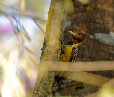 JORNAL DAS AVES e Peixes !: A História do Pica-Pau do Parnaíba, Celeus ...