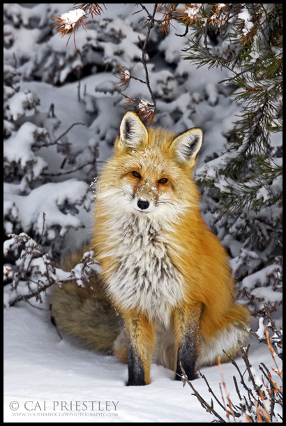 Cai Priestley's Wildlife Photography Blog: 2012: A Year In Review