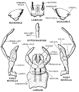 :::JAAN's Science Class:::: Insects - External morphology