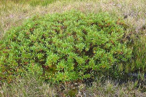 Trees Planet: Salix alaxensis - Alaska willow - Feltleaf Willow
