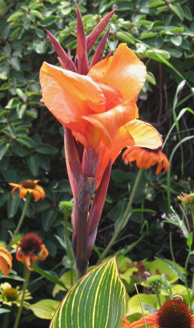 Seattle Garden Ideas: Canna lilies