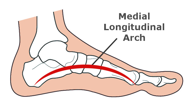 The Hip Joint: Fibularis Longus - lateral compartment of lower leg