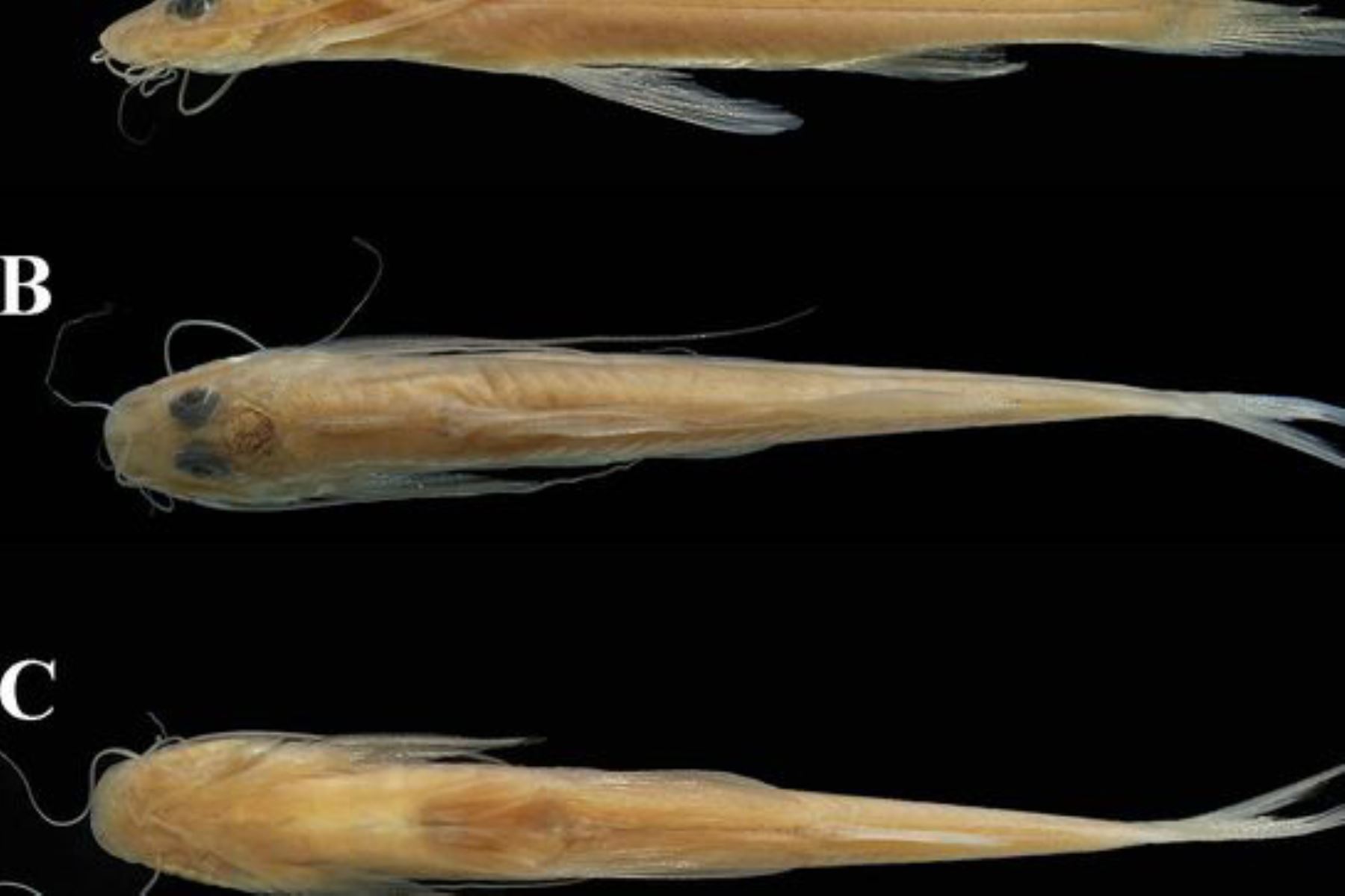 CONOCE LA NUEVA ESPECIE DE PEZ AMAZÓNICO DESCUBIERTA EN EL PARQUE ...