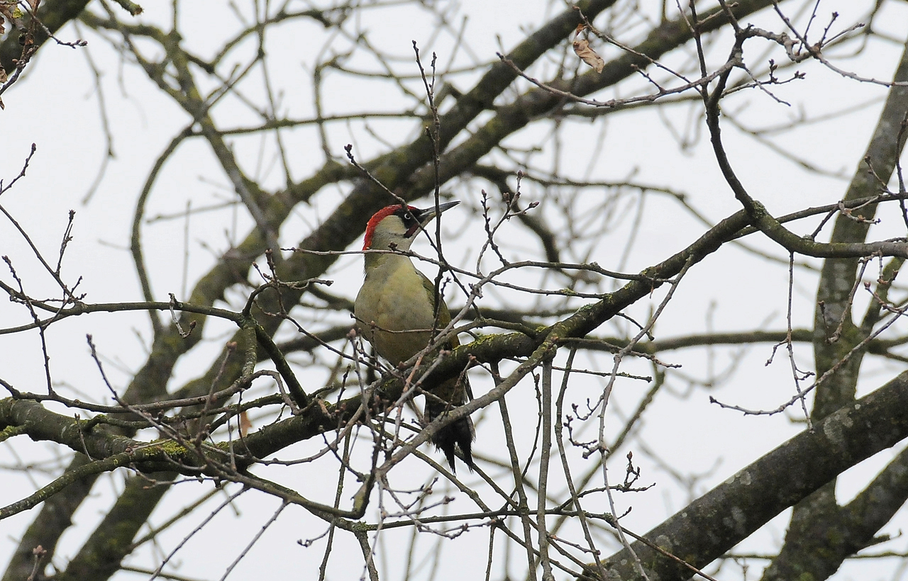 Jozef van der Heijden - Natuurfotografie: De prachtige Groene specht