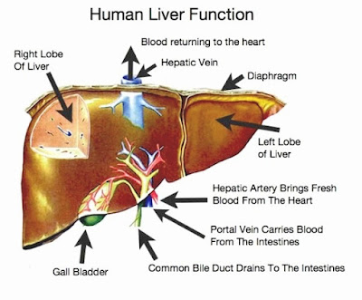 Info Kesehatan: PENYAKIT LIVER