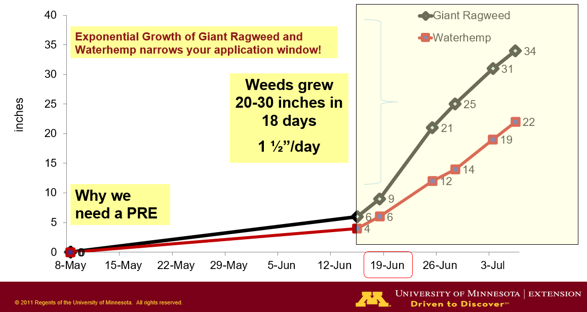 Weeds ready, set, go! Test your ID savvy!