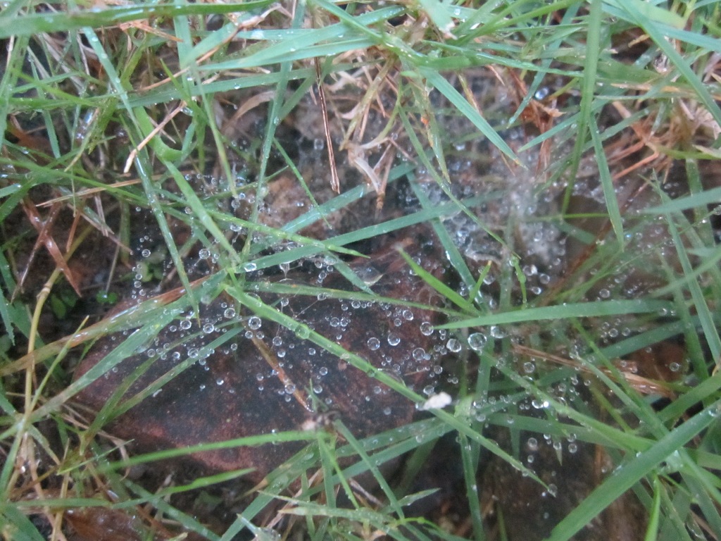 Cynodon Dactylon (Karuka Grass) | KERALA NATURE AND AYURVEDA