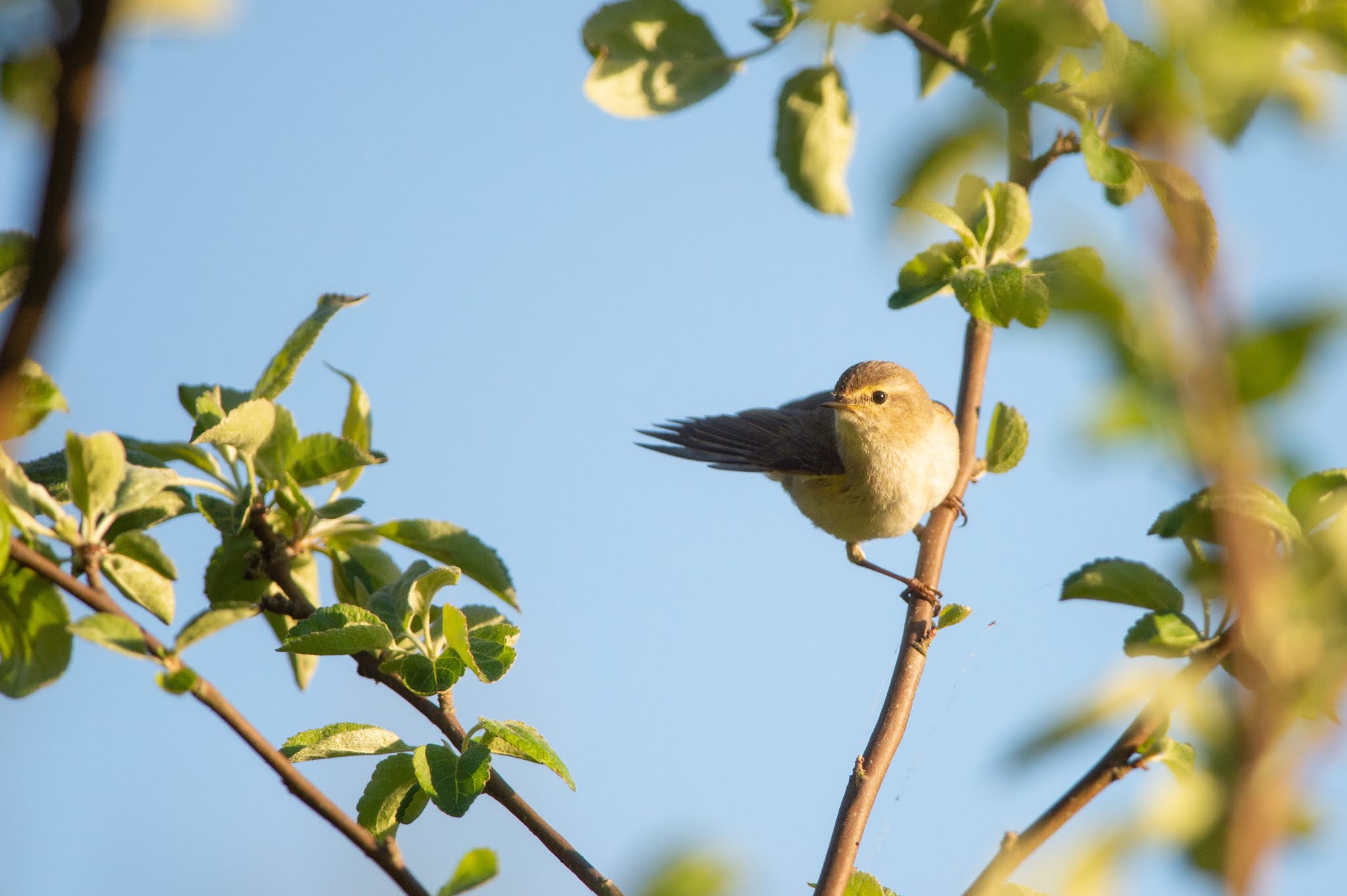 Linnupäevik - Bird Diary