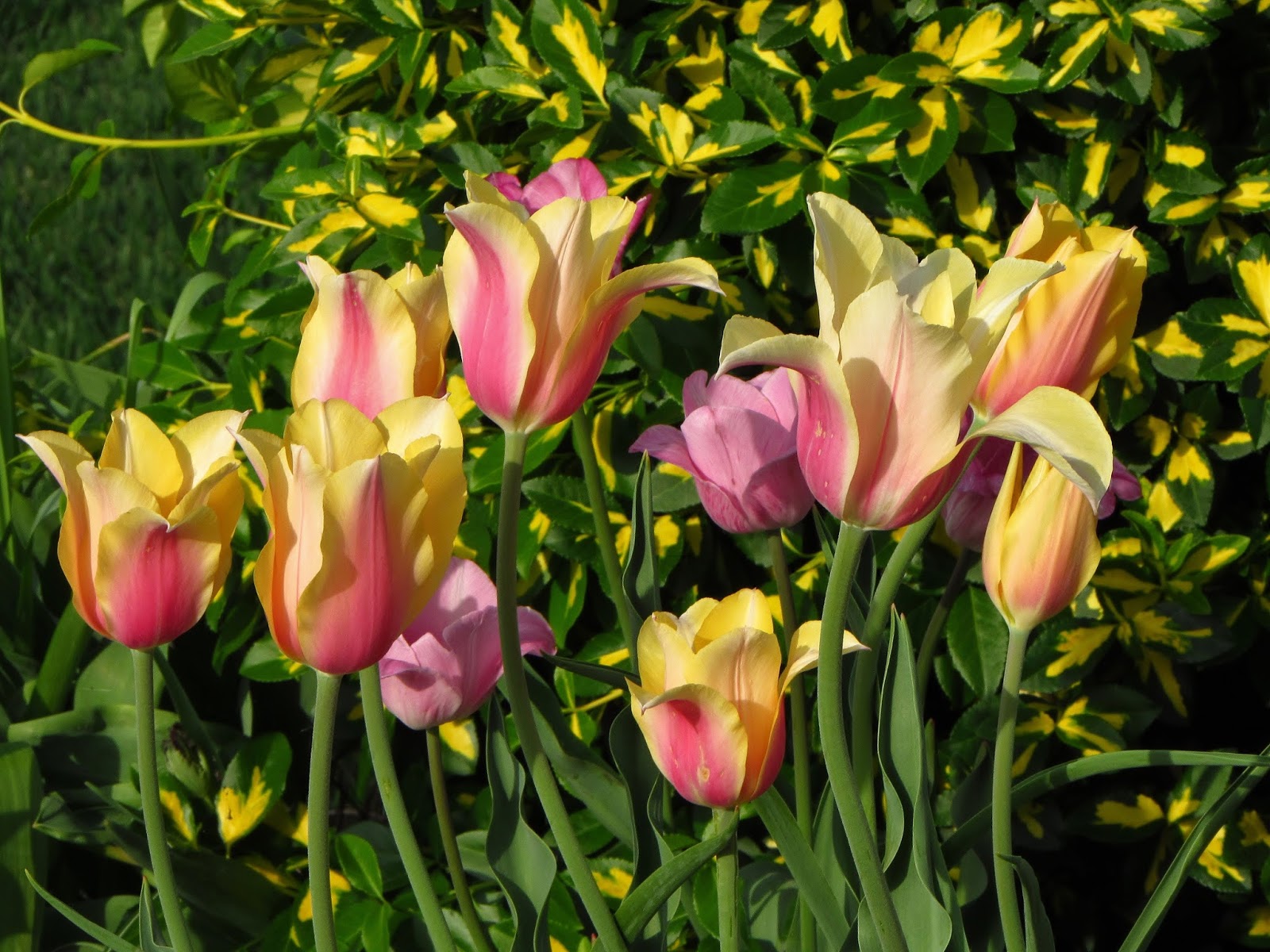 Life In Robin's Nest: Spring Glory