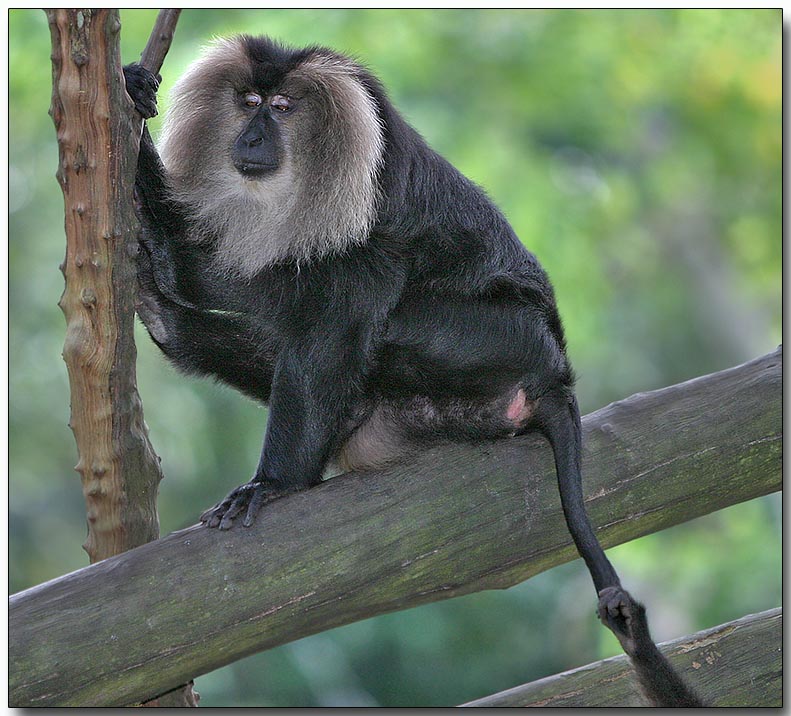 Evolving Monkeys: Indian monkey research