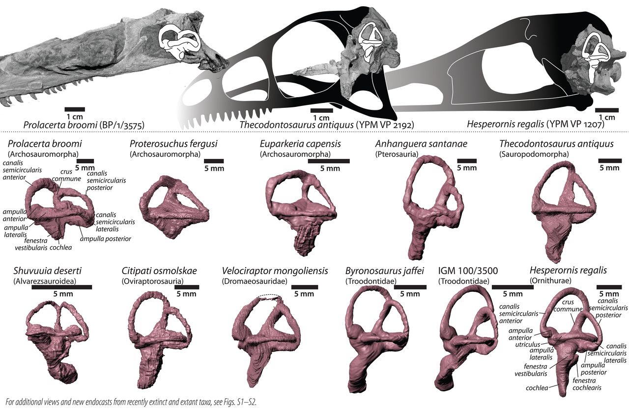 Species New to Science: [Paleontology • 2021] The Early Origin of A ...