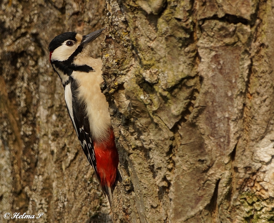 Helma's natuurfoto's: Grote Bonte Specht (Dendrocopos major)......