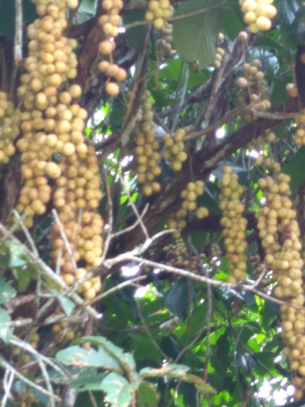 namakucella: BUAH RAMBAI