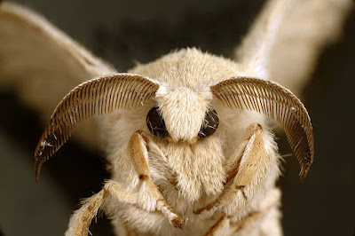 Encyclopedia of Trivia: Moth