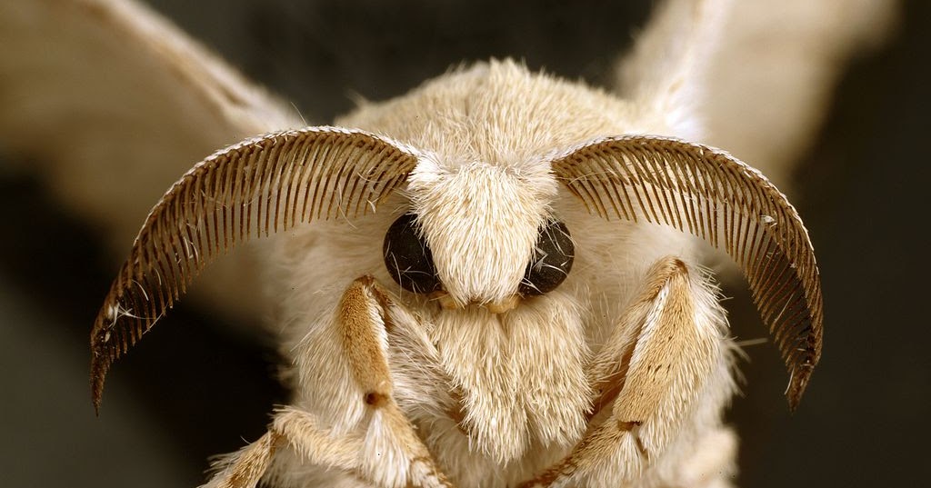 Encyclopedia of Trivia: Moth