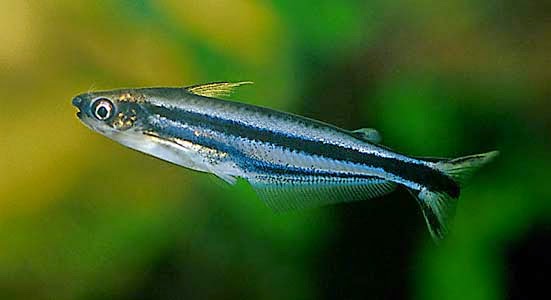Debauwi Catfish (Pareutropius buffei)