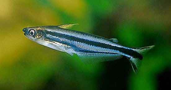 Debauwi Catfish (Pareutropius buffei)
