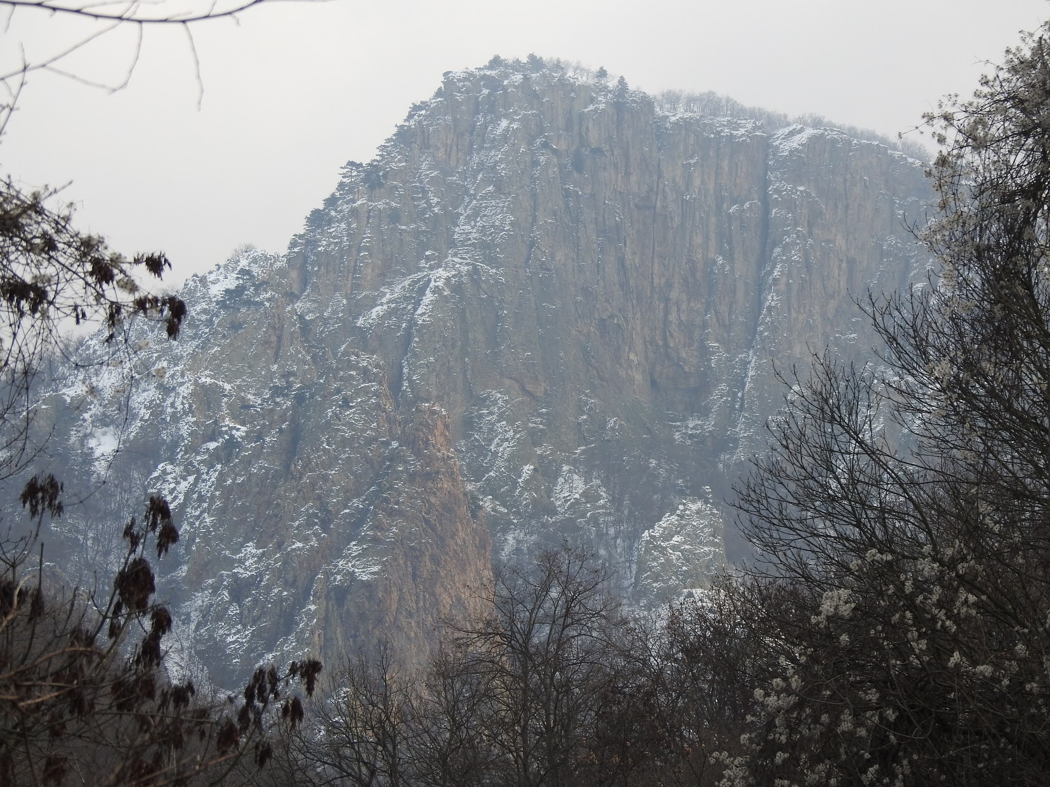 PASARI DIN ROMANIA: ACVILA DE MUNTE, Aquila chrysaetos