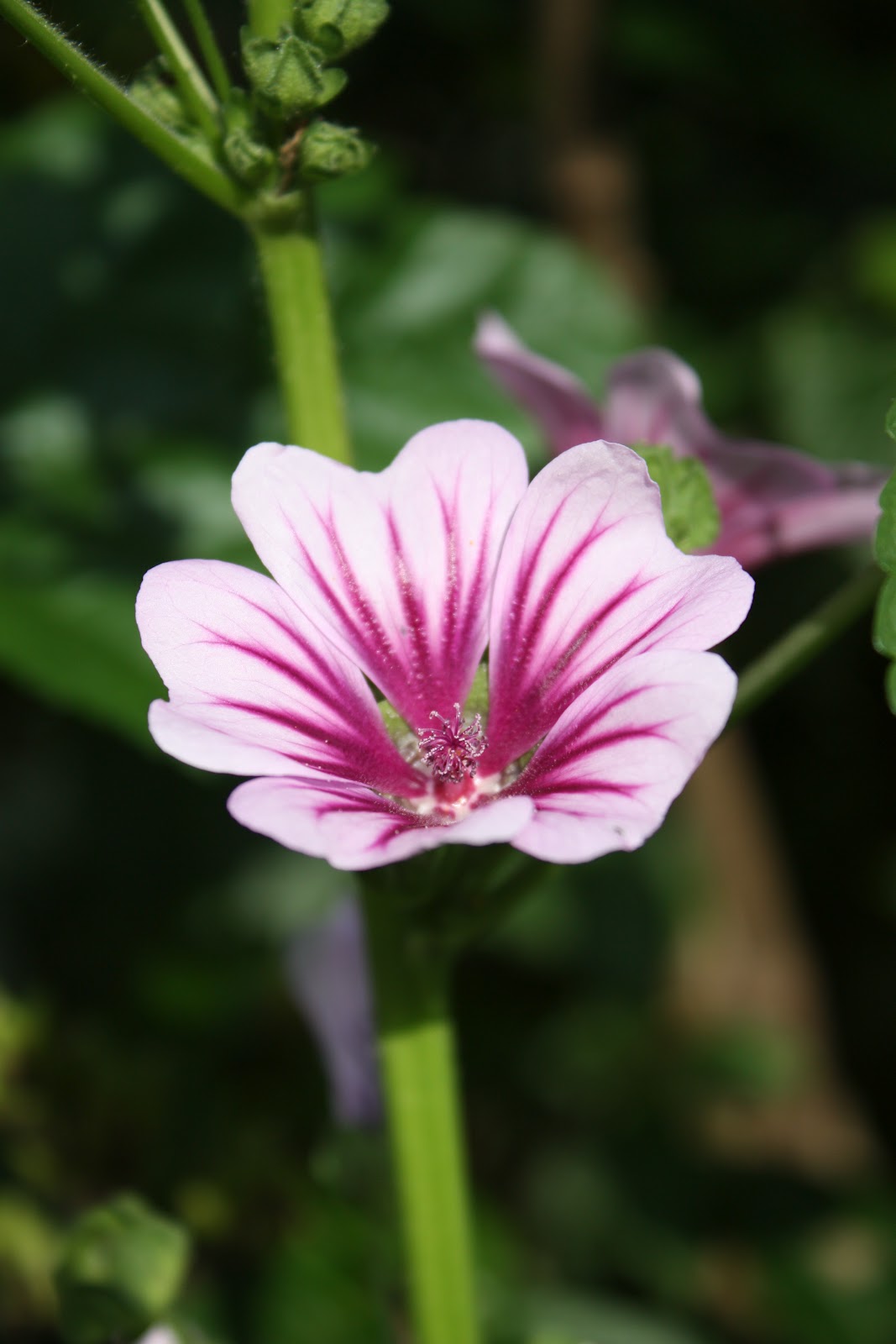 Rostig romantik: Malva till tusen!