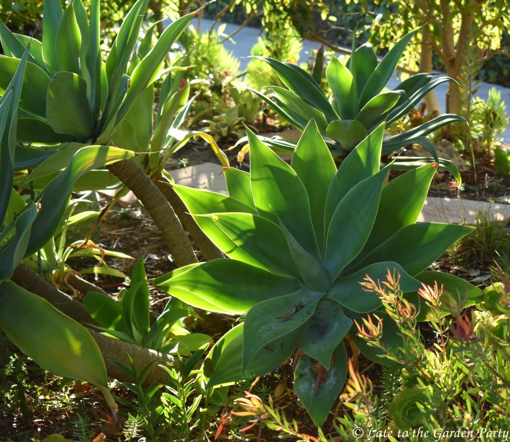 Late to the Garden Party: Special Effects - Foliage Edition