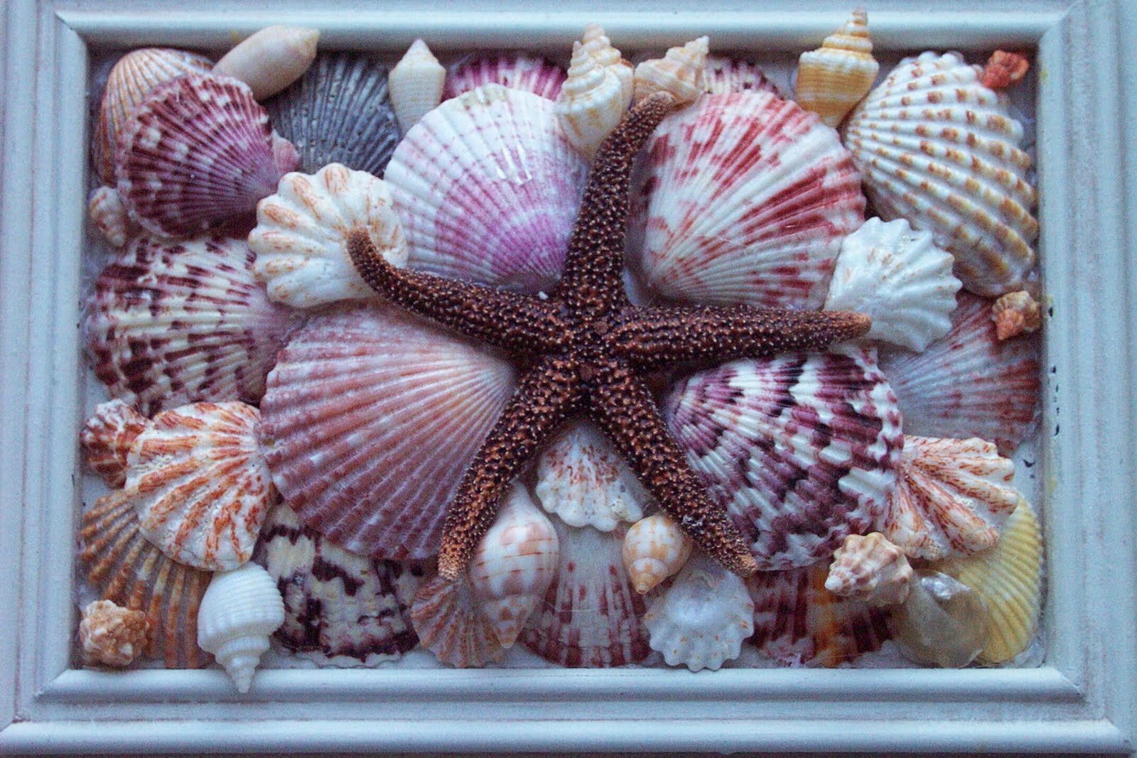 Shelllady: What to do with all these shells!?